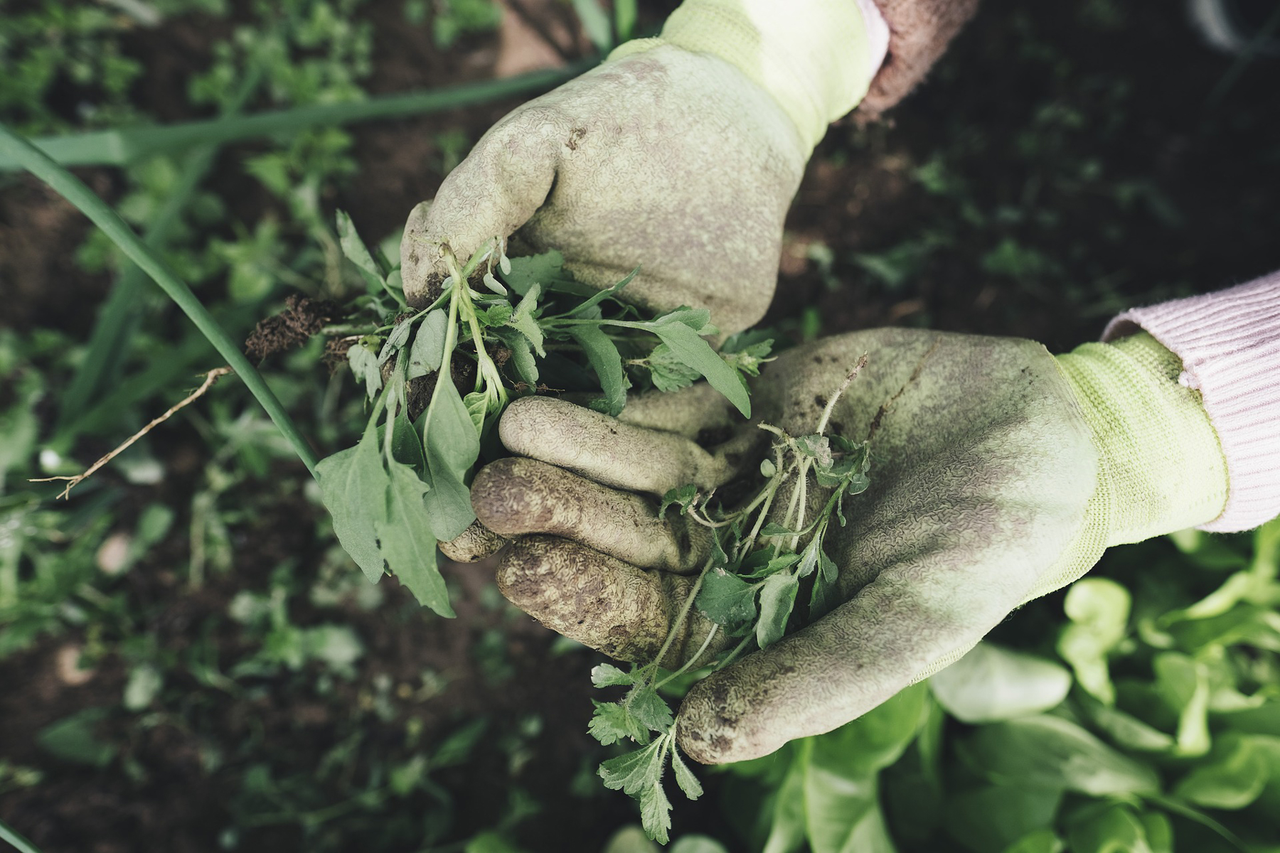 The 10 Worst Garden Weeds Mother Earth News The 10 Worst Garden Weeds Mother Earth News